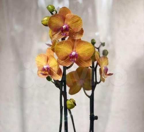 Эксклюзивные орхидеи
