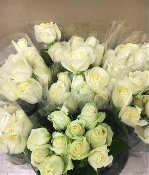 Белые розы,букеты из белых роз,51 роза