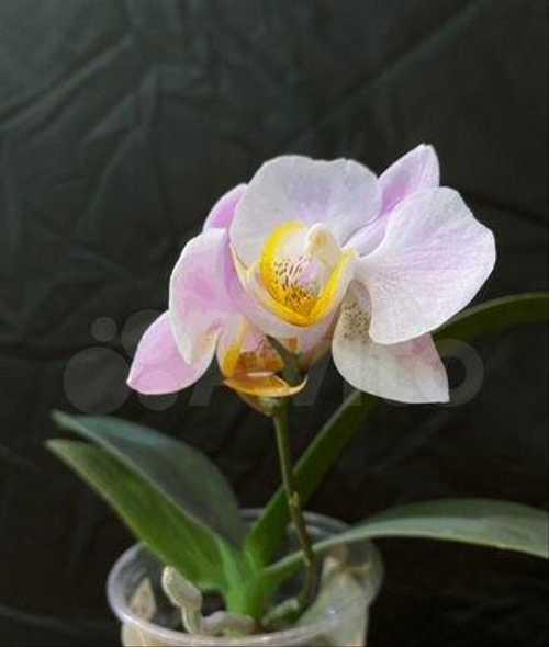 Орхидея Фаленопсис Мини Noname 3. Цветет