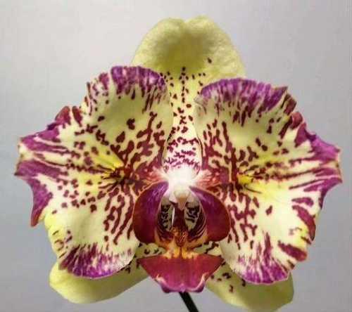 Орхидея фаленопсис бабочка I-hsin Spot Leopard