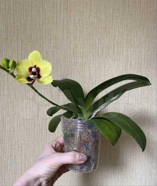 Орхидея фаленопсис dtps. Yu Pin Natsume