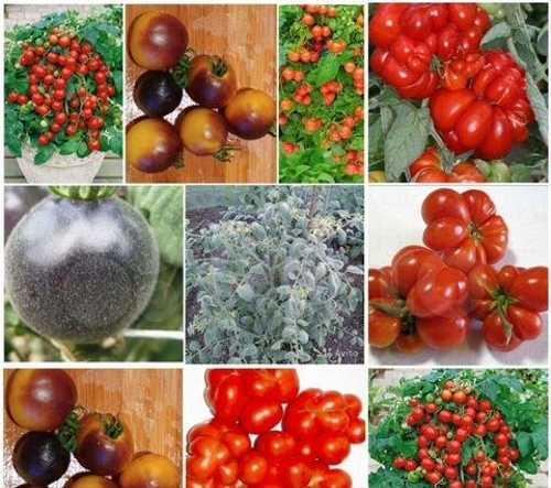 Семена редких томатов