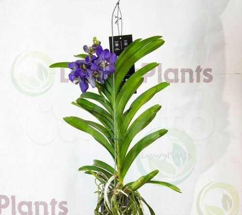 Орхидея Ванда фиолетовая подвесная