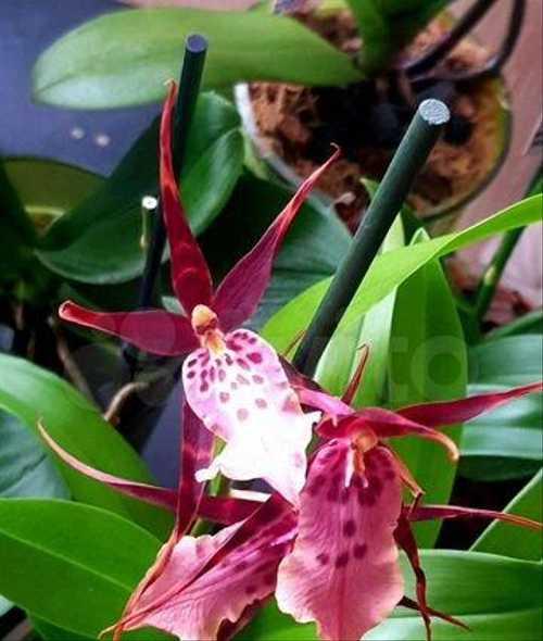 Орхидея Брассия Brassia