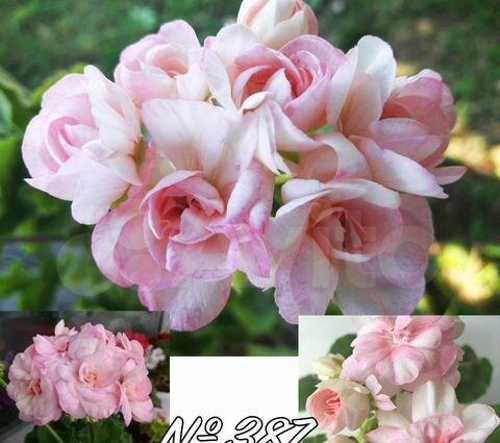 Комнатные цветы пеларгония розебудная