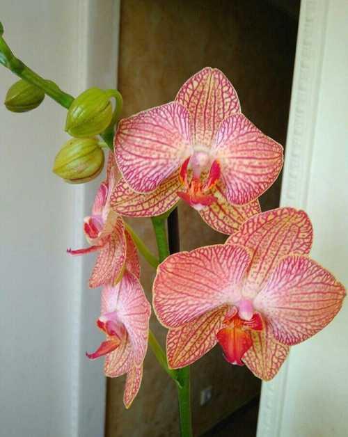 Орхидея фаленопсис Равелло 1цв
