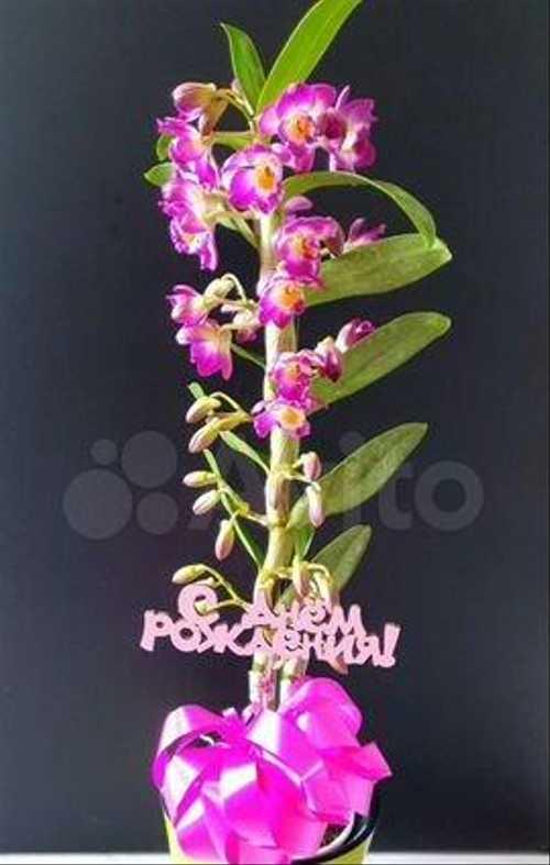 Орхидея в горшке 95045 Дендробиум фиолетово-малино