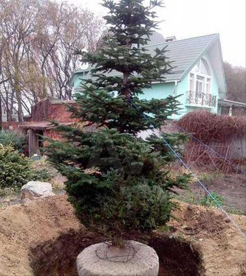 Саженцы крупномерных деревьев
