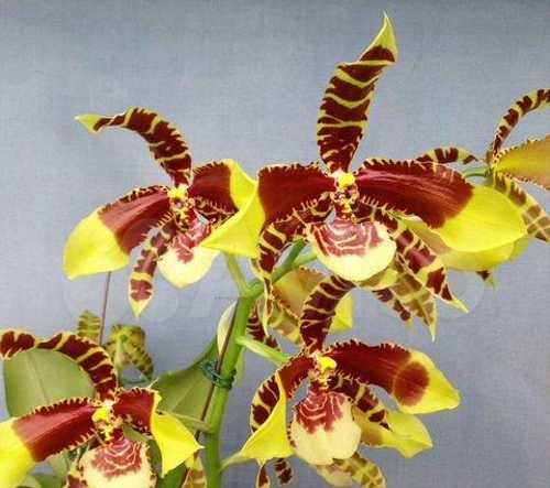 Орхидея Rossioglossum Rawdon Jester