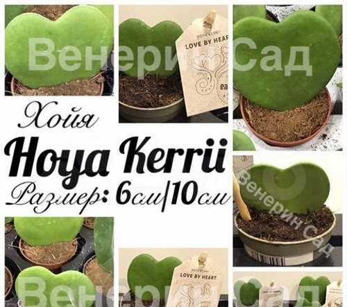 Хойя/керри-Kerrii/аустралис (комнатное растение)