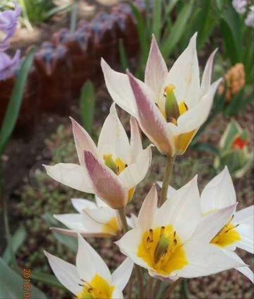 Тюльпан Туркестаника, луко-чеснок и др. цветы