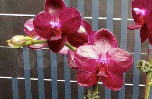 Орхидея-sogo relex