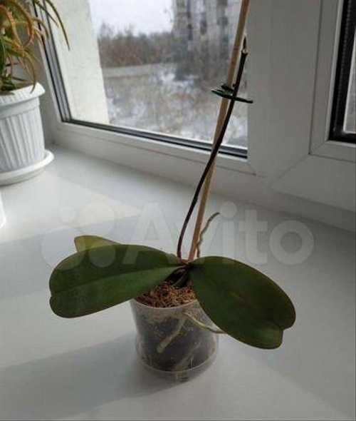 Орхидея фаленопсис детки