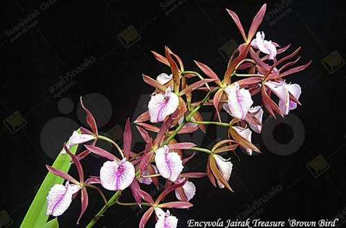 Encyvola Jairak Treasure 'Brown Bird'