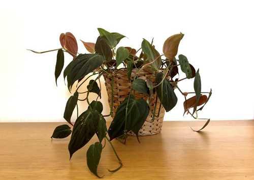 Филодендрон миканс Philodendron Scandens Micans