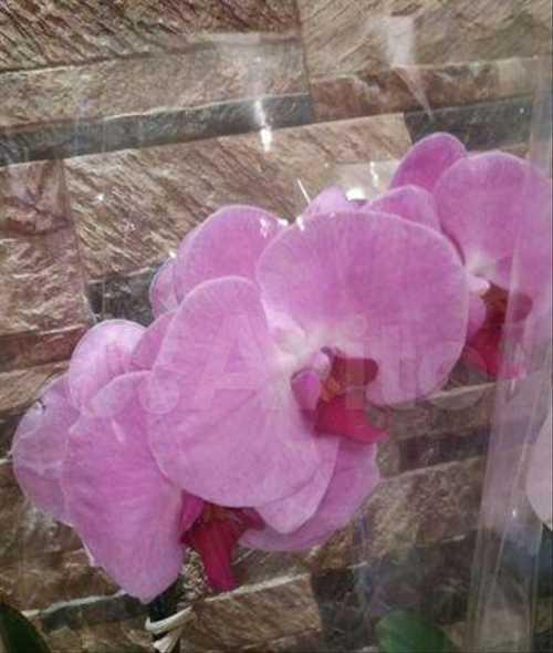 Орхидея Фаленопсис Королевская (розовая)
