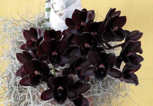 Орхидея Fredclarkeara After Dark ‘SVO Black Pearl’