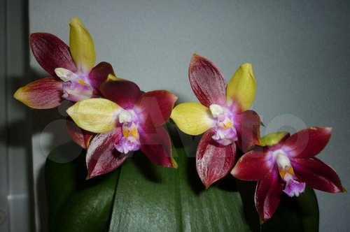 Орхидея взрослая Phal. Tying Shin Fly Eagle x tetr
