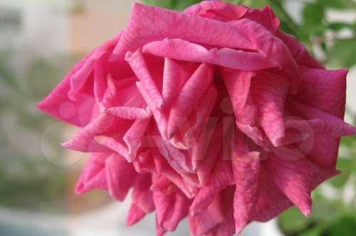 Роза Чайная,Венгерка Бенгальская(Бабушкина роза)