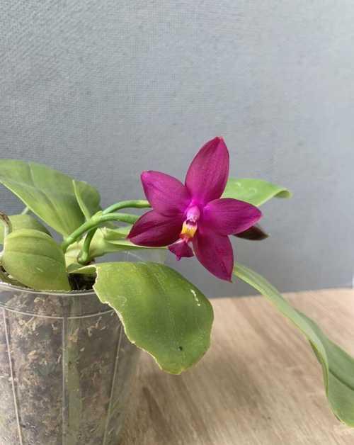 Орхидея фаленопсис Phal. Chienlung Dragon Girl 'BT