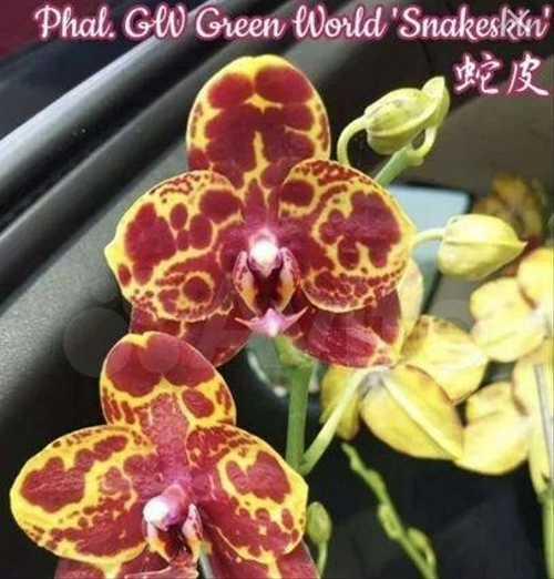 Орхидея фаленопсис green world snakeskin