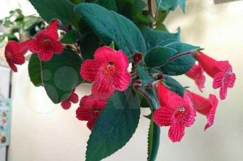 Колерия red ryder