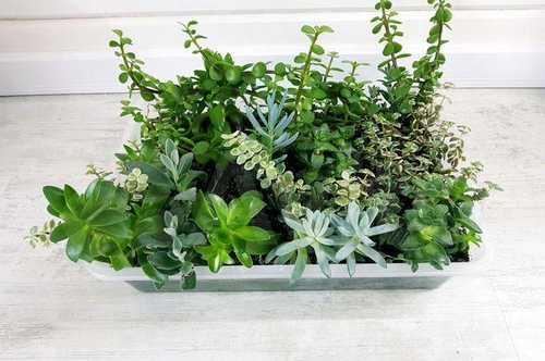 Флорариум суккуленты