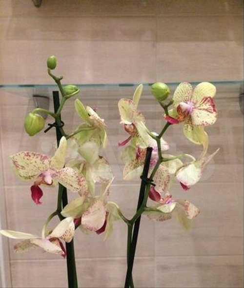 Орхидея фаленопсис Майя (цветонос)