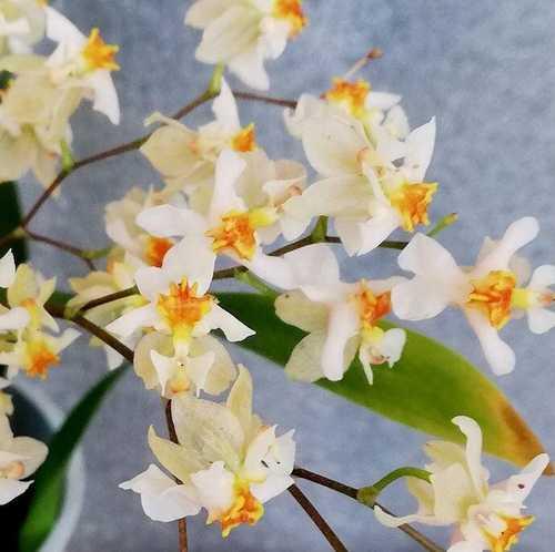 Орхидея Онцидиум Твинкл (Oncidium Twinkle)