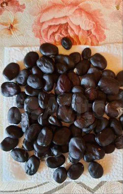 Продам Бобы на посалку