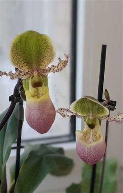 Орхидея Венерин Башмачок