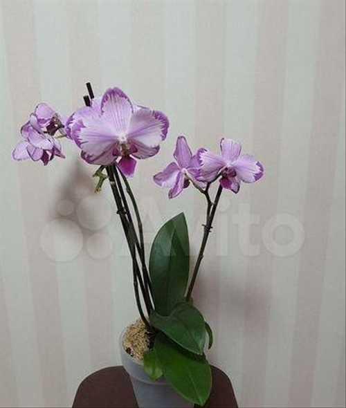 Орхидея Фаленопсис "Purple Edge"