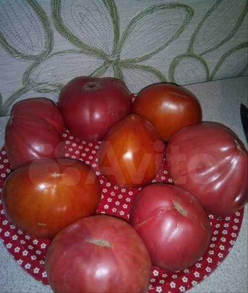 Рассада томатов и болгарского перца
