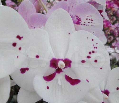 Орхидея фаленопсис Phal. Allura Charlie Chaplin