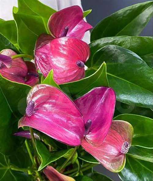 Антуриум Карма Anthurium Andre Karma Multi Purple
