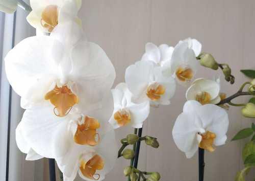 Орхидея Фаленопсис Darwin