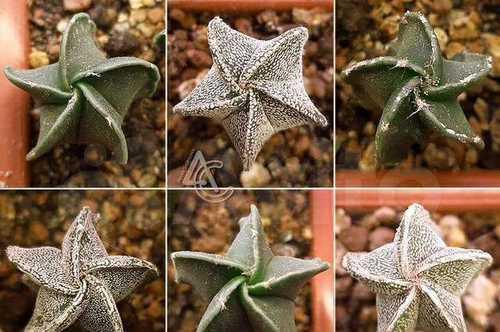 Кактус Astrophytum myriostigma, возможно kikko