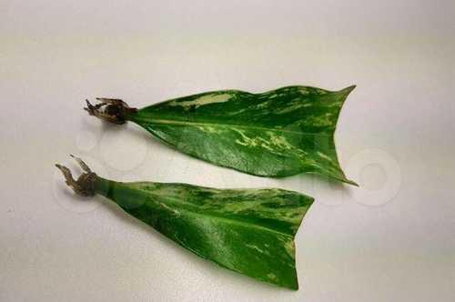 Замиокулькас вариегатный Short leaf var.lemon