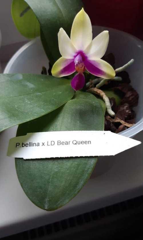 P. Bellina x LD Bear Queen цветущая