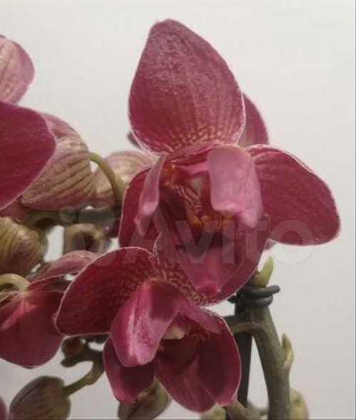 Орхидея Мультифлора - Пелорик Ароматная