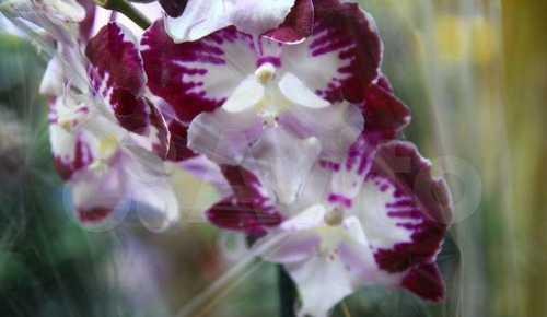 Орхидеи Биг Лип Фаленопсис не цветет 91979