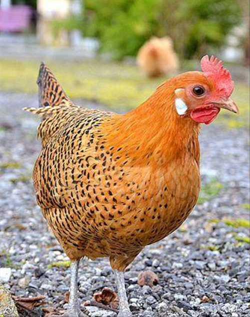 Навоз свежий куриный