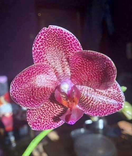 Орхидея фаленопсис Mituo Sun “Mituo #1”