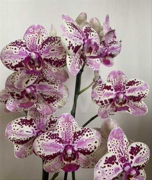 Орхидея фаленопсис Фронтера сортовая цветущая