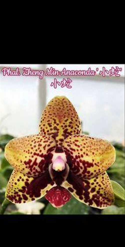 Phalaenopsis Zheng Min Anacoonda фаленопсис анакон