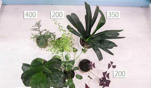 Комнатные растения. Лирата,араукария,оксалис и др