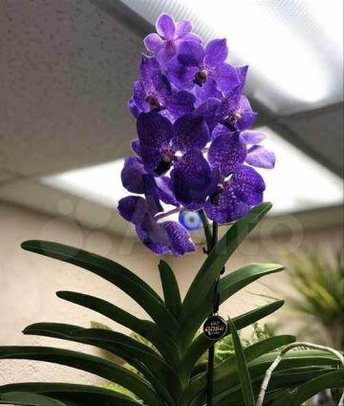 Ванда воздушная орхидея