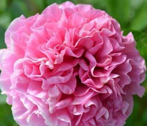 Коллекционный пион Carnation Bouquet