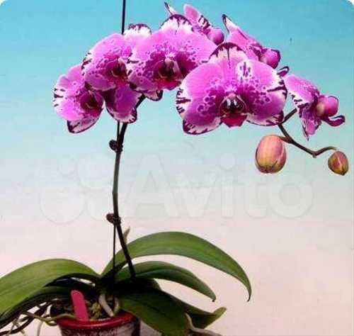 Орхидея Phalaenopsis I-Lan Cat