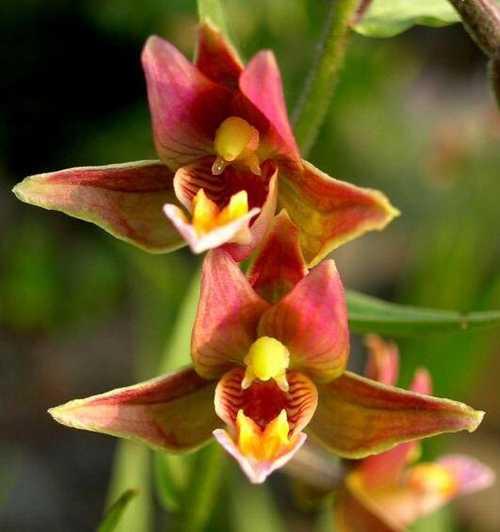 Башмачок крупноцветковый и еще 30 орхидей для сада